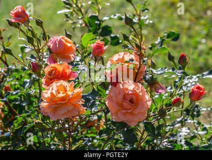 Beautiful red roses grow in the garden. Weaving roses. A lot of green ...