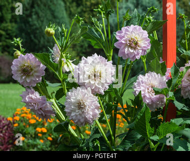 Big pink and red delicate flowers of mallow in bloom with green leaves ...