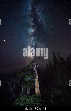 A bristlecone pine tree and the milky way Stock Photo - Alamy