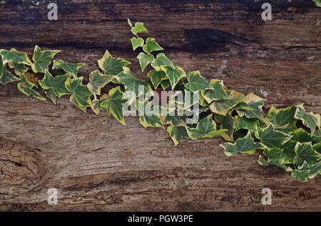 Background with ferns and vines have unique leaves, that fresh nature ...