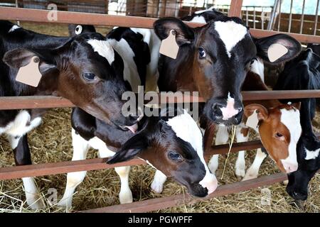 Domestic Cattle, Holstein dairy calves, on straw bedding in pens Stock ...