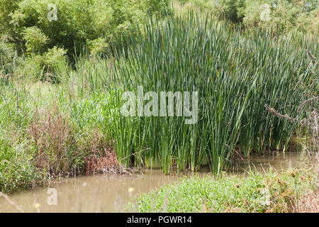 Common Cattail reed plant, aka reedmace, bulrush, (Typha latifolia ...