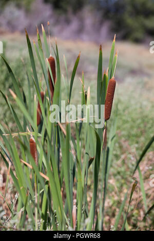Common Cattail reed plant, aka reedmace, bulrush, (Typha latifolia ...