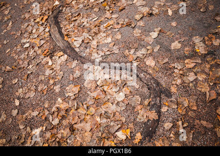 Curved tree root sticks out across walking lane in autumn park Stock ...
