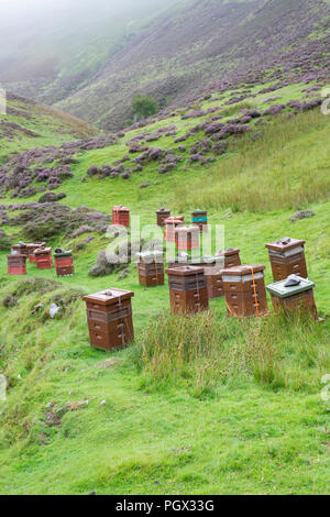 Beehives along the Mennock Pass, in the Lowther Hills, Dumfries and ...