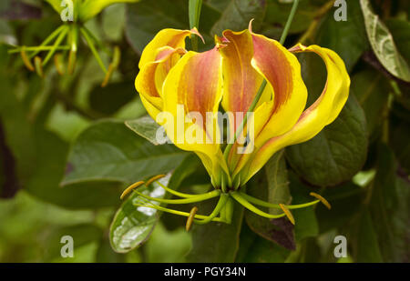 Flame lily national flower of Zimbabwe Stock Photo - Alamy