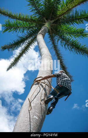 Adult male climbs tall coconut tree with rope to get coco nuts ...