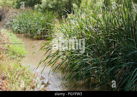 Common Cattail reed plant, aka reedmace, bulrush, (Typha latifolia ...