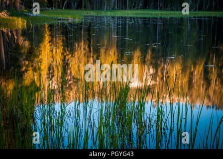 The reflections of pine trees as the sunset sets over the forest Stock ...