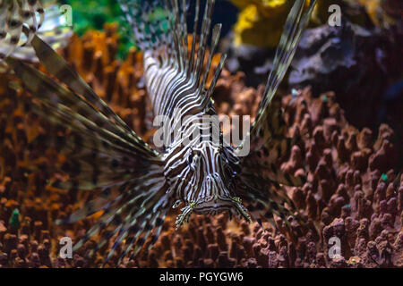 Lionfish invasion in the Caribbean. This species has no natural ...