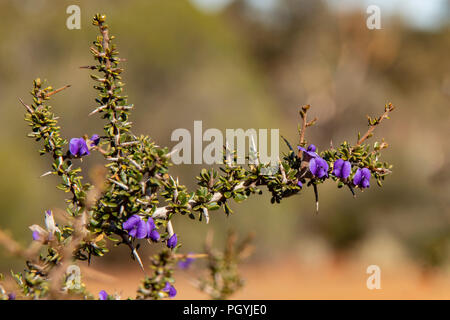 Devil's Pins/Pea Flower- Hovea pungens cultivar- Family Fabaceae Stock ...