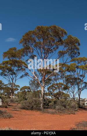 Eucalyptus Salmon Gum Tree - Western Australia Stock Photo - Alamy