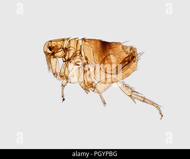 Morphological characteristic of a flea depicted in the digitally ...
