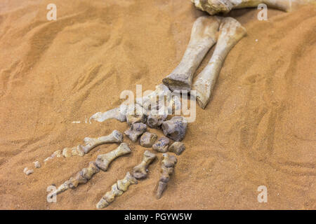 Skeleton of Titanophoneus potens, Moscow Paleontological Museum, Moscow ...