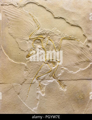 Skeleton of archaeopteryx (Archaeopteryx lithographica), Moscow ...