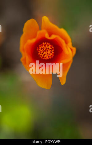 Top view of blooming California poppies in a field Stock Photo - Alamy