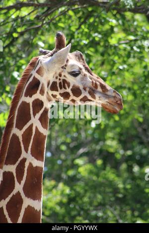 Side profile of a giraffe's head and upper neck Stock Photo - Alamy