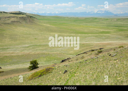 Prairie with pine, Crown Butte Preserve, Montana Stock Photo - Alamy