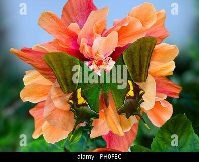 Kaiser-i-Hind (Teinopalpus imperialis) is a rare butterfly native to ...
