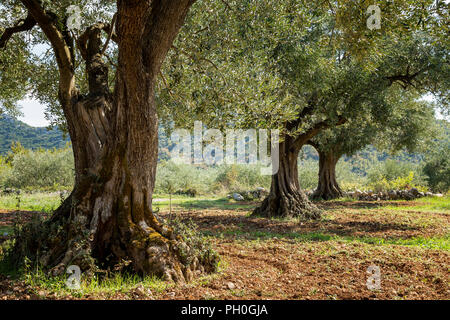 Grove of the ancient olive trees in Judea Hills, Israel Stock Photo - Alamy