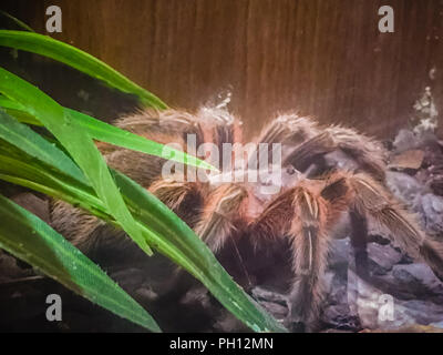 Goliath pinkfoot tarantula, Pinkfoot Goliath Birdeater Tarantula Stock ...