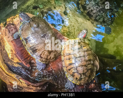 Male Painted terrapin (Batagur borneoensis) at turtle Rearing and ...