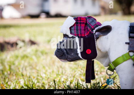 Young playful 6 month old French bulldog posing for my camera and ...