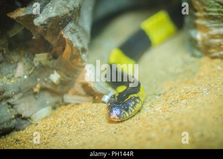 The banded krait (Bungarus fasciatus) is a species of elapid snake ...