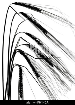 fertile black soil for sowing and growing agricultural plants, a close ...