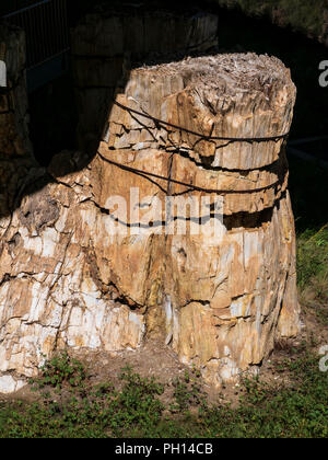 Fossil Forest petrified tree stumps in cliffs of Jurassic Heritage ...