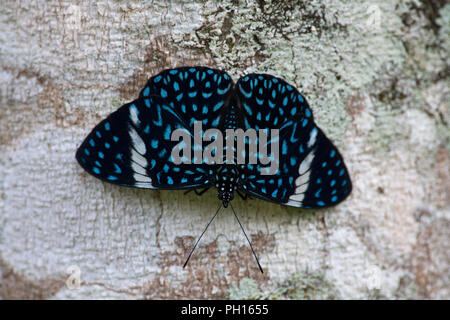 Red Cracker, cracker butterfly (Hamadryas amphinome), cut-out Stock ...