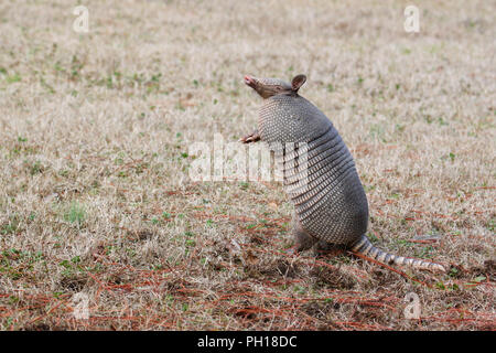 Nine-banded Armadillo ( Dasypus novemcinctus ) standing up and Stock ...