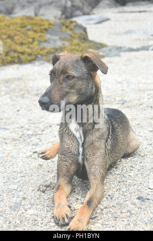 Aruban island dog breed with dark brown fur Stock Photo - Alamy