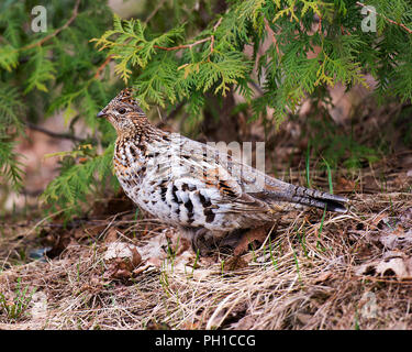 Partridge bird enjoying its surrounding Stock Photo - Alamy