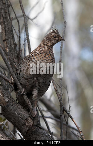 Partridge bird enjoying its surrounding Stock Photo - Alamy