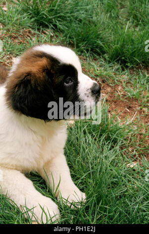 Saint Bernard dog puppy at a park. A cute moment Stock Photo - Alamy