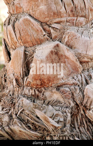 Palm trees and sun background. seamless pattern Stock Photo - Alamy