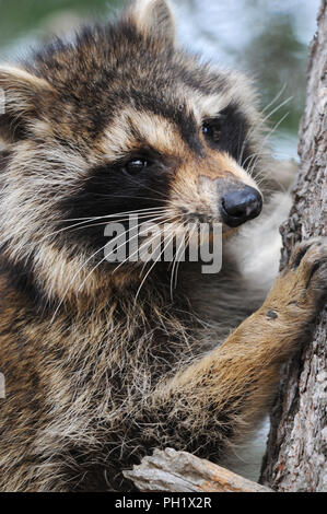 close up photo of a racoon Stock Photo - Alamy