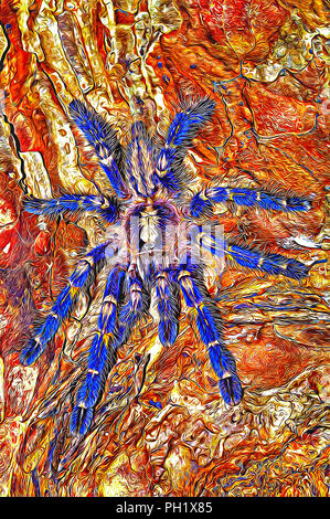 Gooty Sapphire Ornamental Tree Spider (Poecilotheria metallica ...