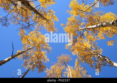 Looking up into bright yellow Aspen trees with blue sky on a fall day ...