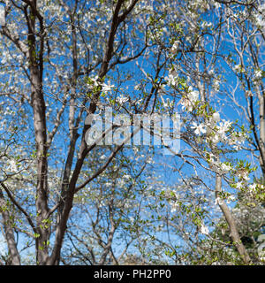 Magnolia trees, Ottawa, Canada Stock Photo - Alamy