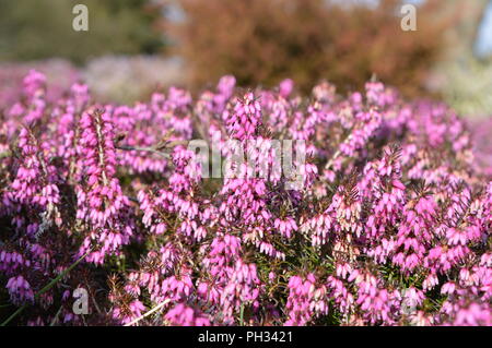 Erica carnea Ruby Glow Stock Photo - Alamy