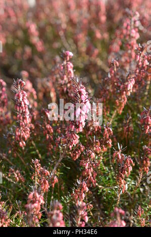 Erica carnea Winter Sun Stock Photo - Alamy