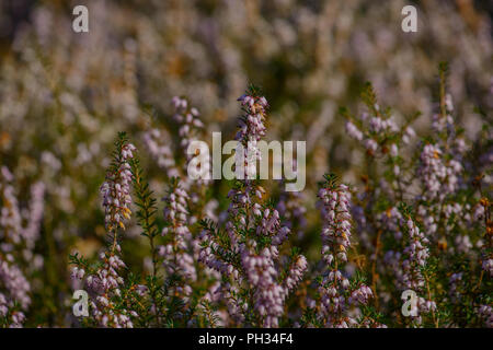 Erica cinerea Harry Fulcher Stock Photo - Alamy