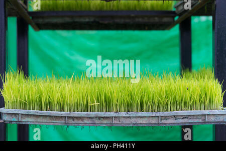 Young rice plant seedlings ready for planting growing in trays at edge ...