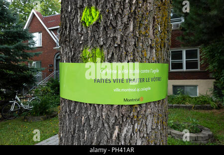 Treating ash trees for bug infestation. Emerald ash borer beetles, a ...