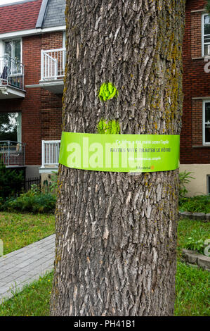 Treating ash trees for bug infestation. Emerald ash borer beetles, a ...