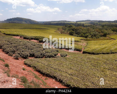 Tea Plantations, Uganda, August 2018 Stock Photo - Alamy