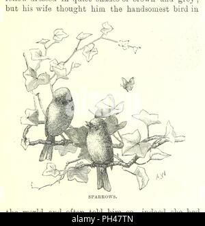 Image from page 59 of 'This World of Ours. An introduction to the study ...