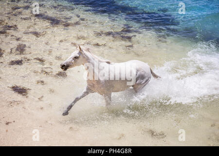 Seychelles Pony. Gray adult mare galloping on a tropical beach ...